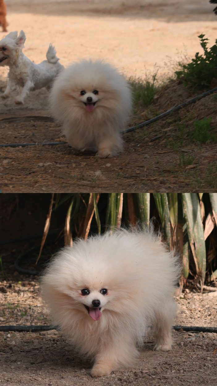 Fotos Pomerania - Criadero Canino Diana de la Jara